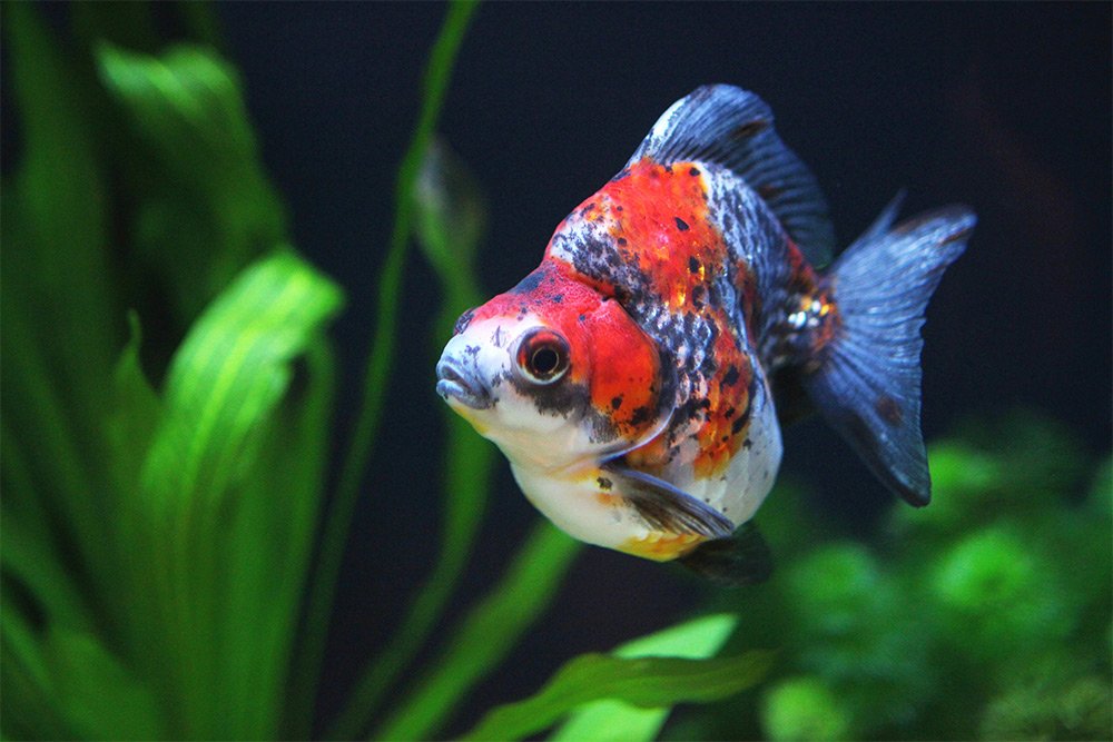 Pond Goldfish Aquarium Adventure Chicago Pond Goldfish Aquarium Adventure Chicago