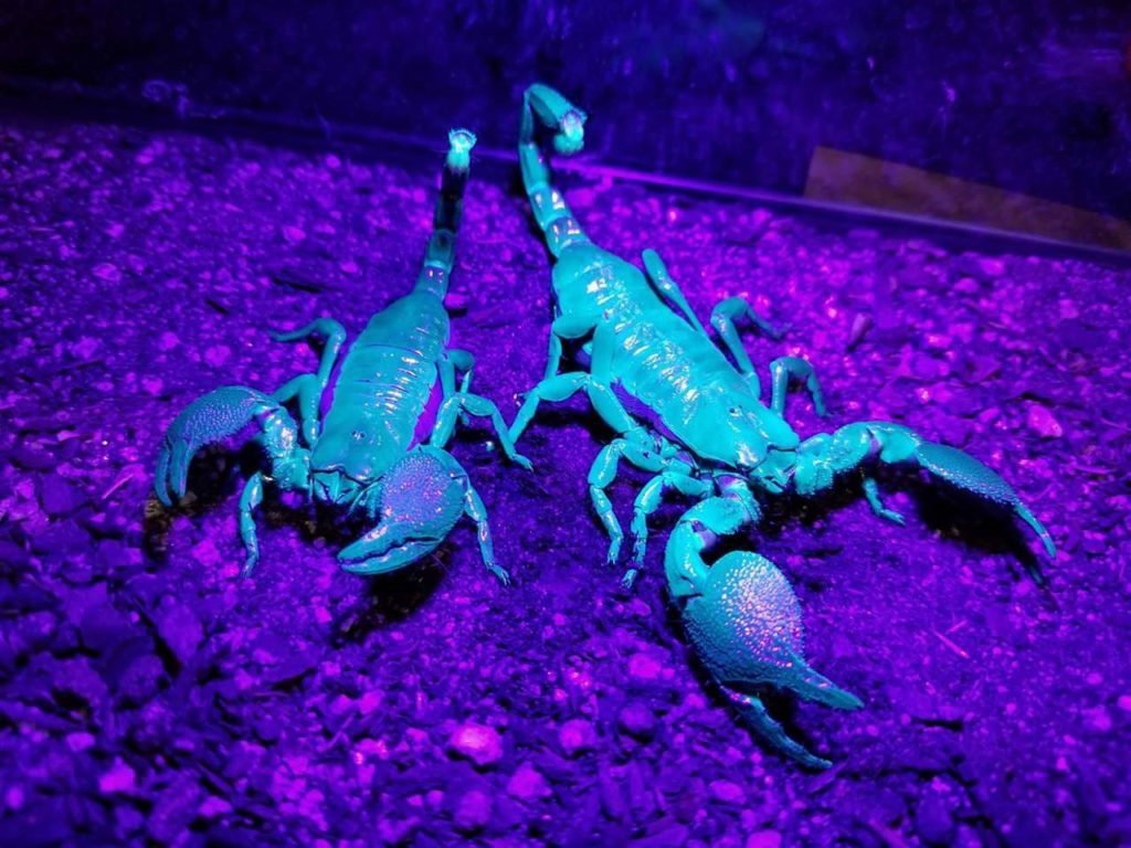 Scorpions - Aquarium Adventure Chicago