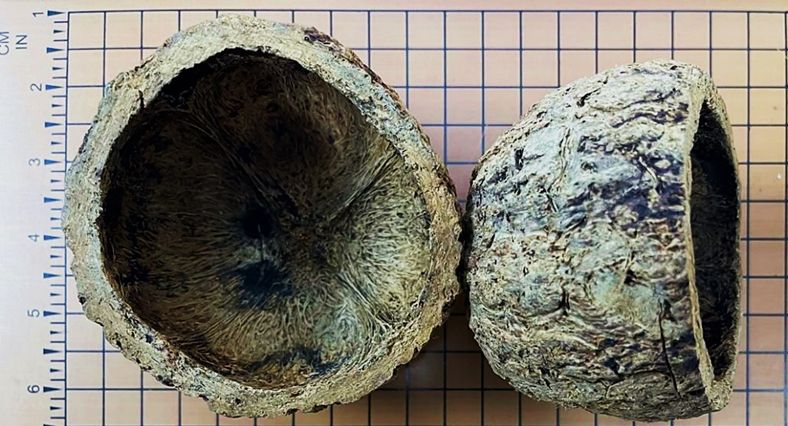 Terrarium Supplies - Aquarium Adventure Chicago