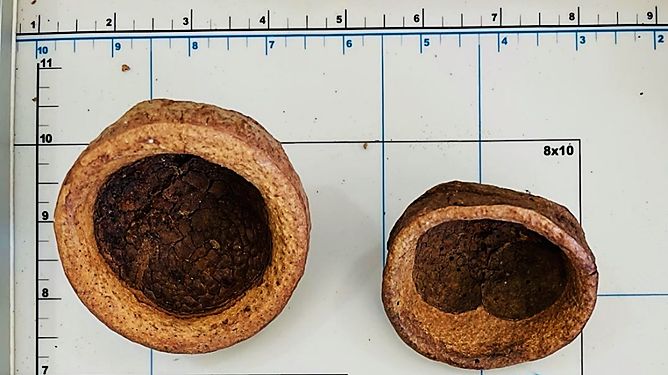 Terrarium Supplies - Aquarium Adventure Chicago