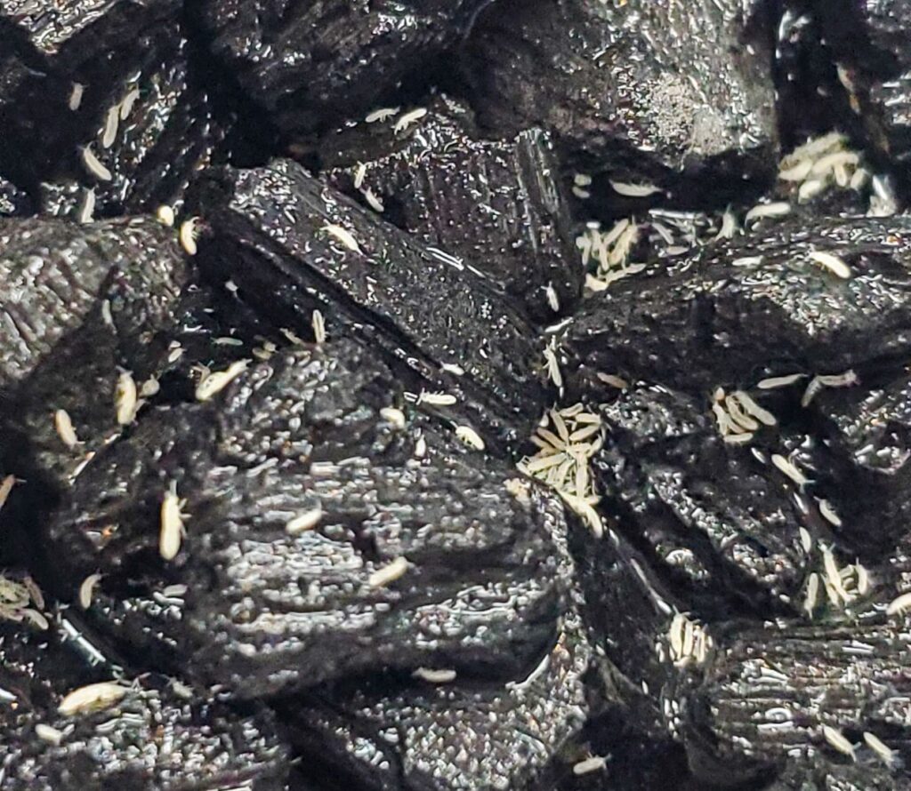 Terrarium Critters - Aquarium Adventure Chicago